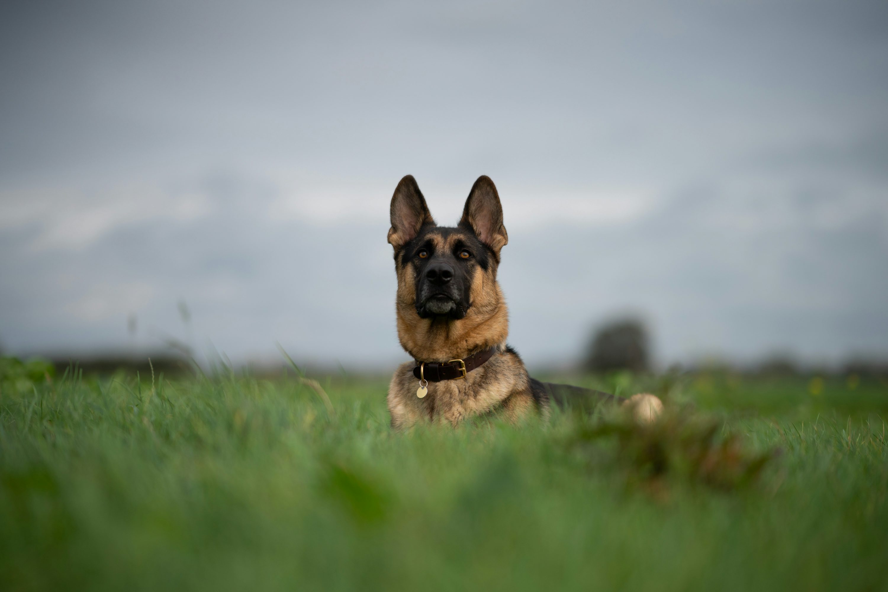 Freedom Pet Supplies Inc. acquires Trueman Distribution Ltd ...